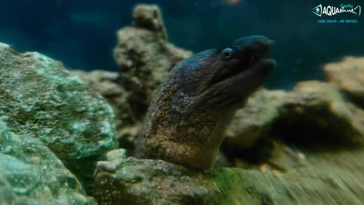 Discover the Moray Eel at Corfu Aquarium