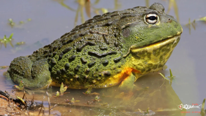 Meet the African Bullfrog at Corfu Aquarium
