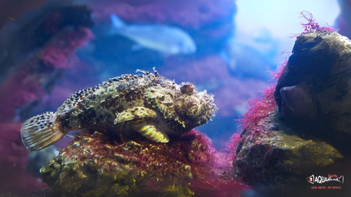 Meet the Black Scorpionfish at Corfu Aquarium