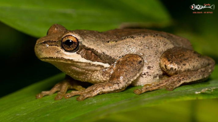 Meet the Common Brown Tree Frog at Corfu Aquarium