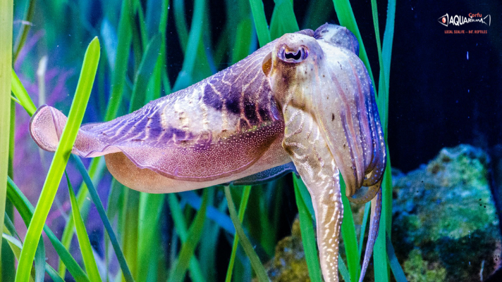Meet the Common Cuttlefish at Corfu Aquarium | Activities in Corfu