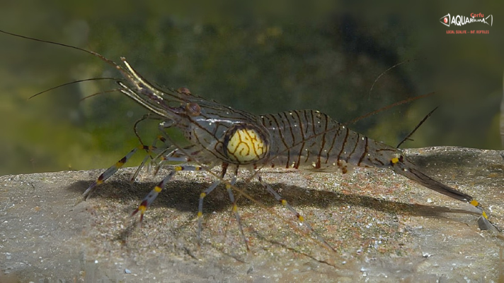Meet the Common Prawn at Corfu Aquarium | Things to do in Corfu