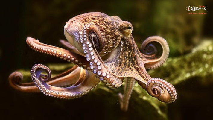 Meet the Octopus at Corfu Aquarium | Things to do in Corfu