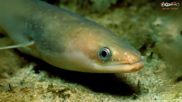 Meet the European Eel at Corfu Aquarium | Things to do in Corfu