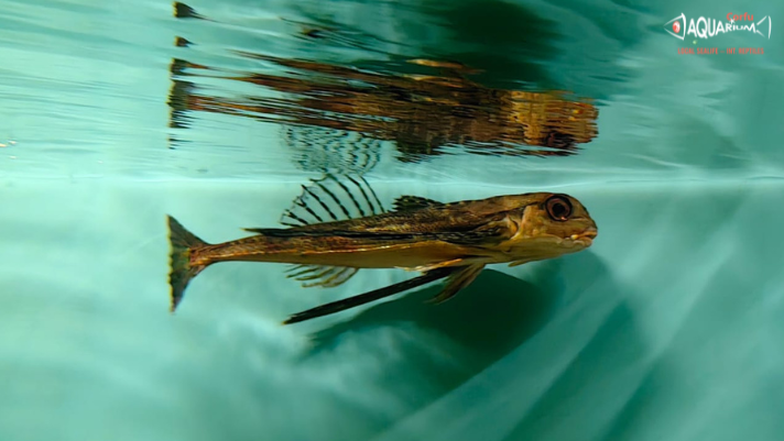 Discover the Flying Gurnard at Corfu Aquarium | Corfu Things to Do