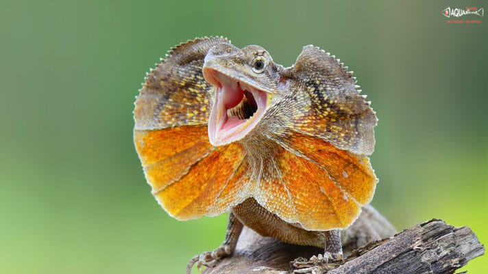 Discover the Frilled Lizard at Corfu Aquarium