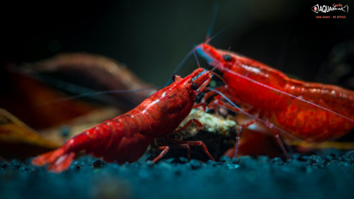 Meet the Giant Red Shrimp at Corfu Aquarium!