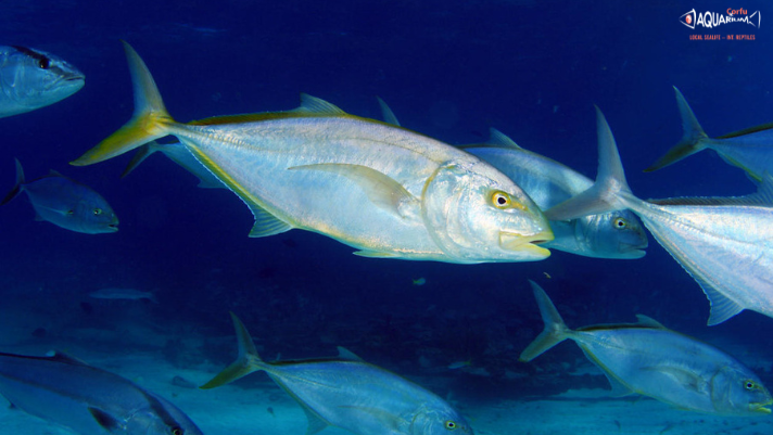 Meet the Greater Amberjack at Corfu Aquarium