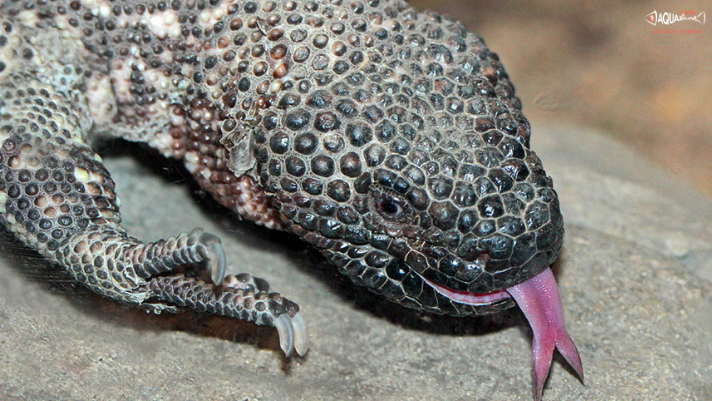 Meet the Mexican Beaded Lizard at Corfu Aquarium