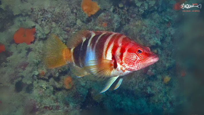 Explore the Painted Comber at Corfu Aquarium