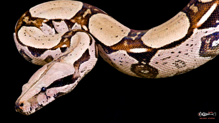 Meet the Red-Tailed Boa at Corfu Aquarium