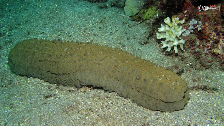 Explore the Sea Cucumber at Corfu Aquarium