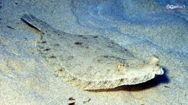Meet the Sole Fish at Corfu Aquarium!