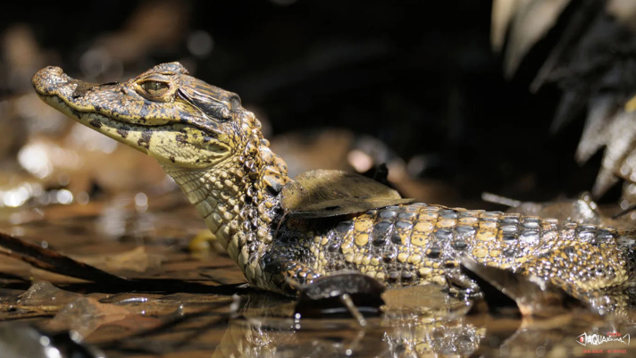 Meet the Spectacled Caiman at Corfu Aquarium