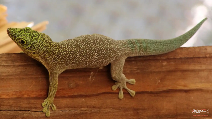 Meet the fascinating Standing’s Day Gecko at Corfu Aquarium